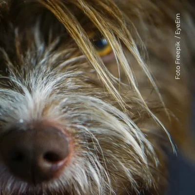 ¿Cómo y por qué se manifiesta la caspa en los perros?