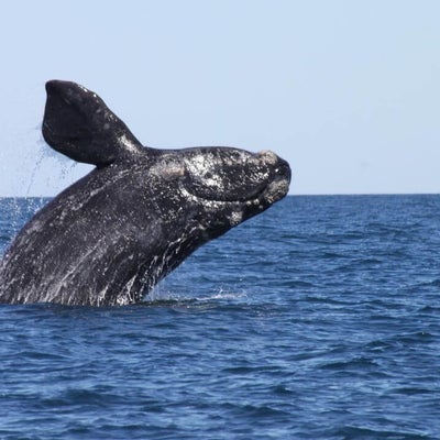 Ballena traga y expulsa a un joven que hacía kayak en Chile