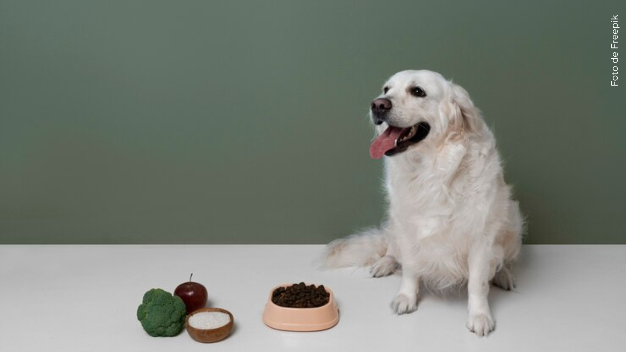 Un perro que juega piedra, papel o tijera se vuelve viral