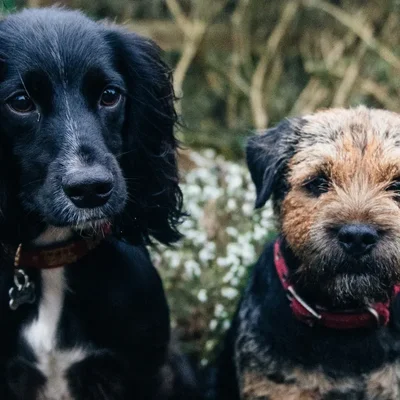 Día del Perro sin Raza: famosos colombianos que adoptan