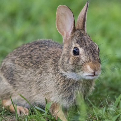 “Conejos con cuernos” sorprendieron a turistas en EEUU: La fotografía ...